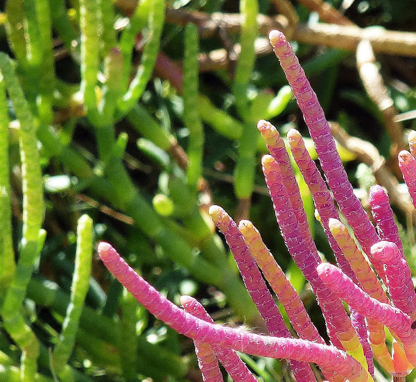 American Glasswort | Project Noah