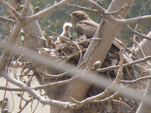 Nest of Pariah Kite | Project Noah