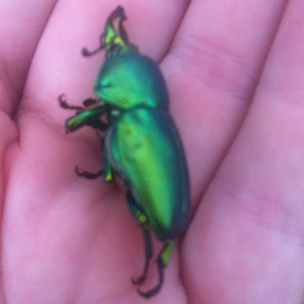 Golden stag beetle (male) | Project Noah