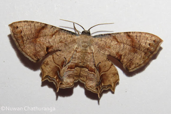 Uraniid Moth | Project Noah