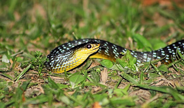 Green Tree Snake | Project Noah