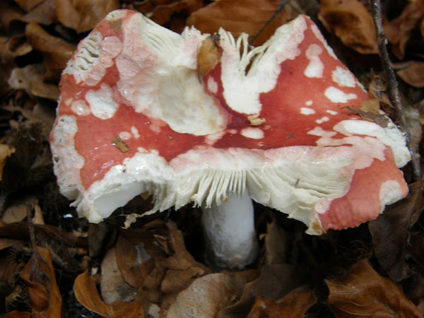 Russula Mushroom | Project Noah