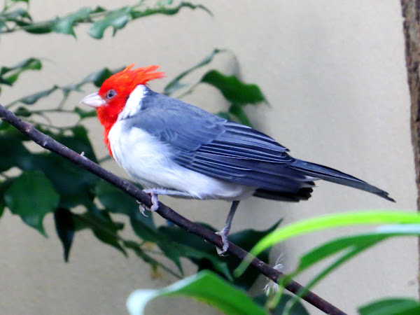 Red-crested cardinal | Project Noah