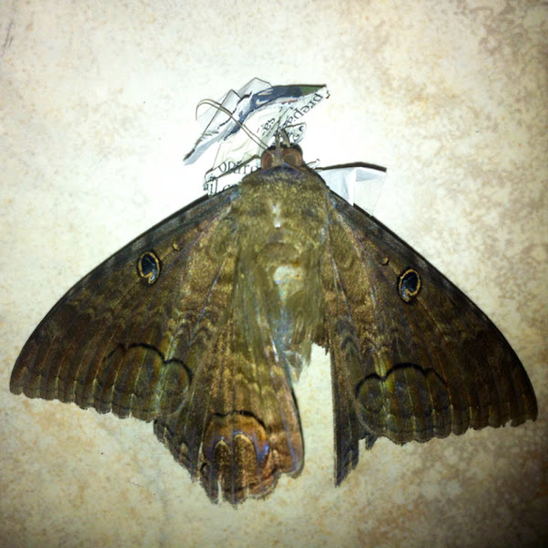 (Palomilla) Mariposa Negra (macho), Black Witch Moth | Project Noah
