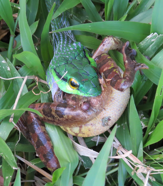 Green parrot snake | Project Noah