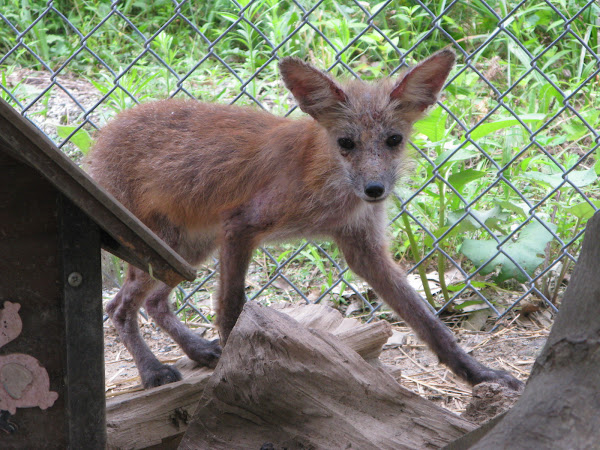 Red Fox | Project Noah