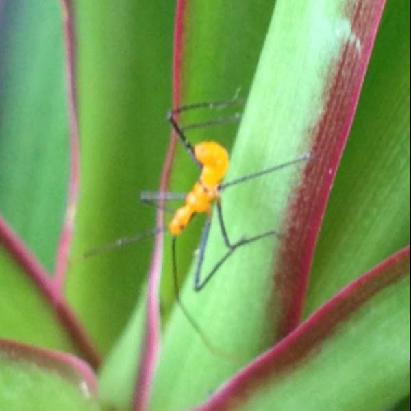 Milkweed Assassin Bug Nymph | Project Noah