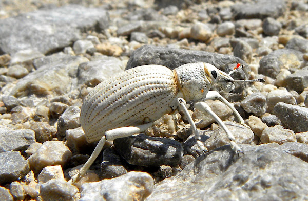 Desert weevil | Project Noah