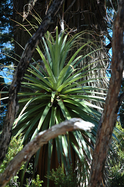 Pandani, aka Giant grass tree | Project Noah
