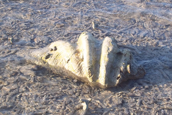 Shell | Project Noah