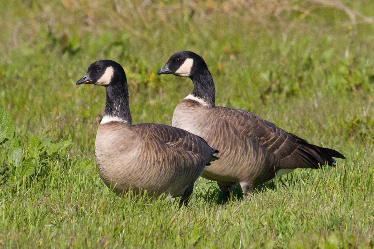 Aleutian Cackling Goose | Project Noah