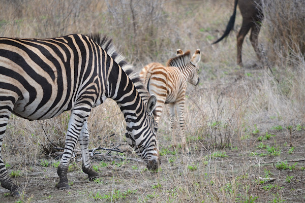 Zebra | Project Noah