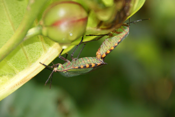 Giant Shield Bug | Project Noah