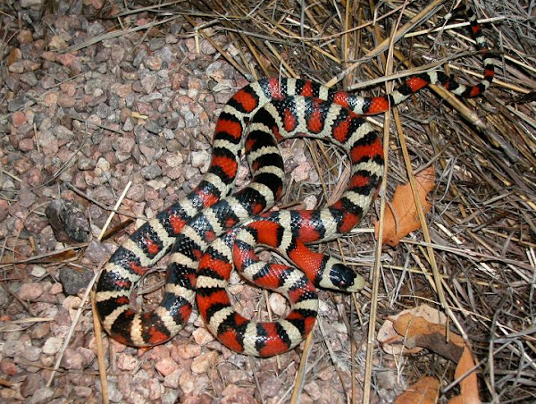 Arizona mountain kingsnake | Project Noah