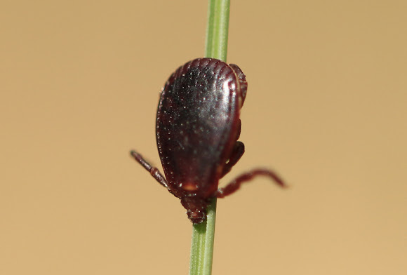 Brown ear tick | Project Noah