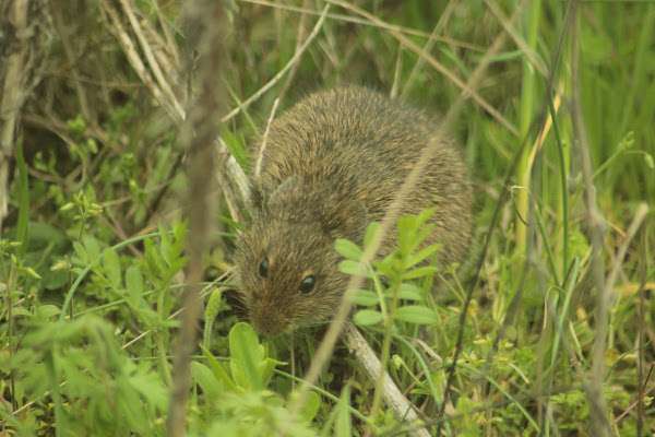 Prairie vole | Project Noah