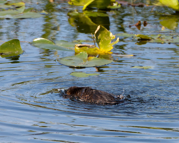 Pied-billed Grebe | Project Noah
