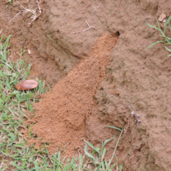 Cicada Killer burrow | Project Noah