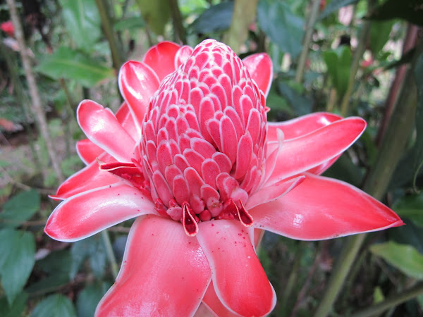 Torch Ginger | Project Noah