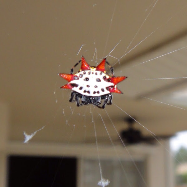 Spiny Orb Weaver Spider | Project Noah
