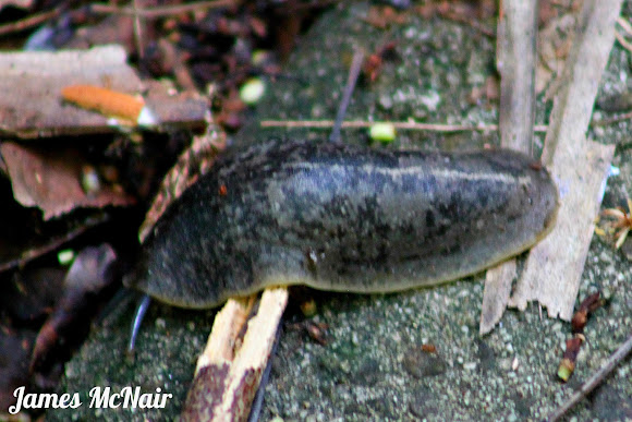 Florida Leatherleaf Slug | Project Noah