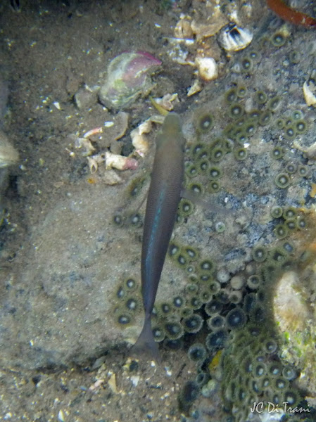 Blue Hamlet | Project Noah