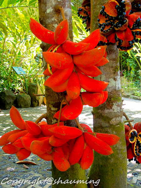 Kelumpang Sarawak | Project Noah