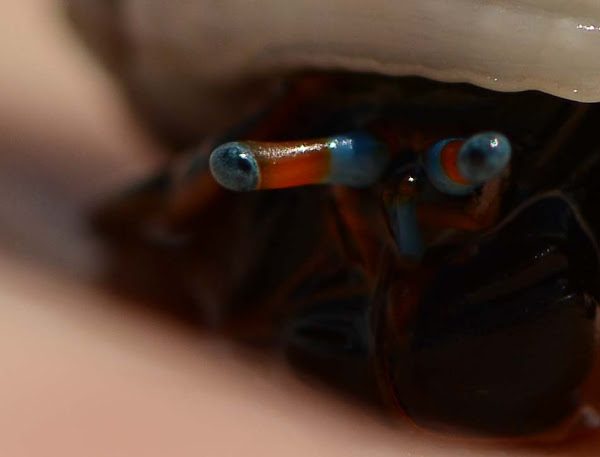 Dwarf Zebra Hermit Crab | Project Noah