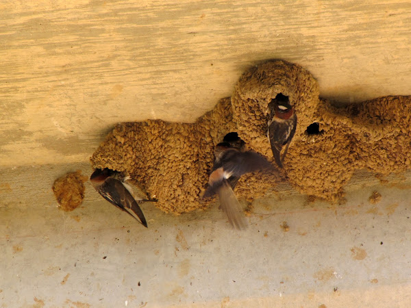 Cliff Swallow | Project Noah