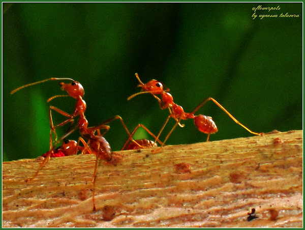 Hantik, Weaver Ants | Project Noah