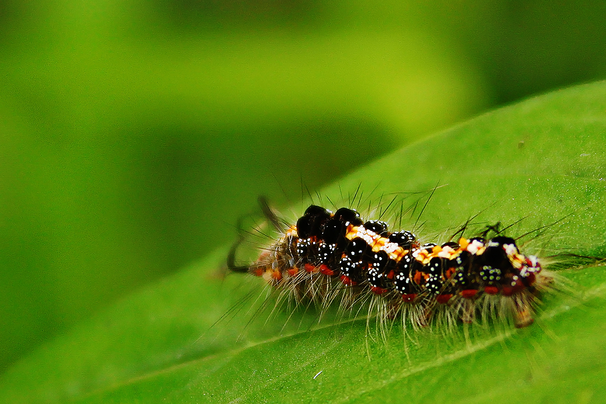 caterpillar | Project Noah