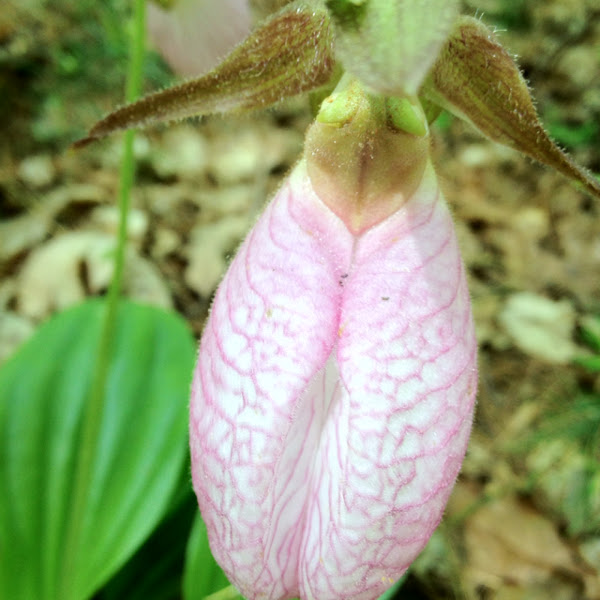 Native Orchids of Northeast | Project Noah