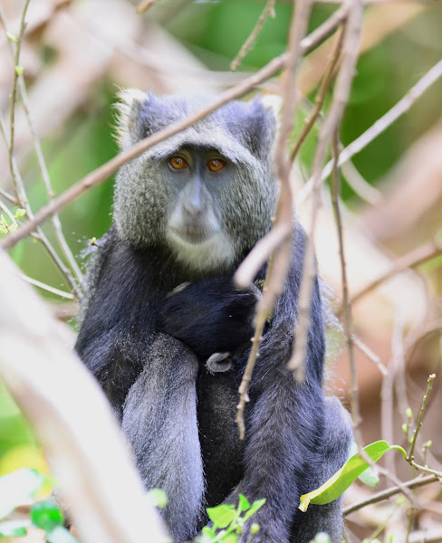 Blue Monkey | Project Noah