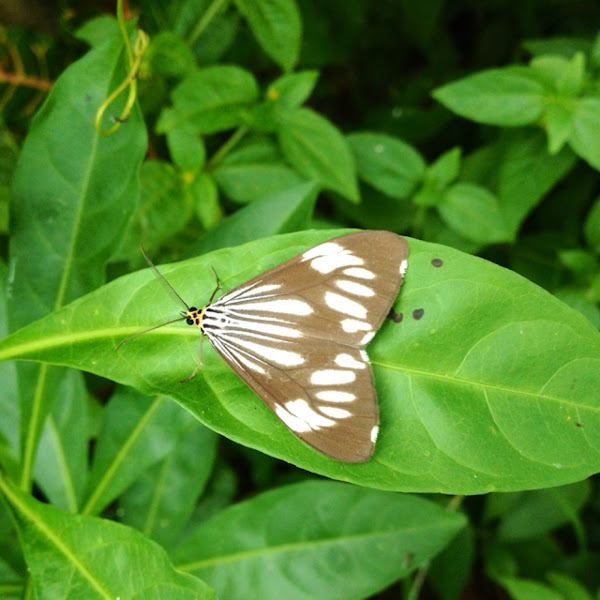 Marbled White Moth | Project Noah