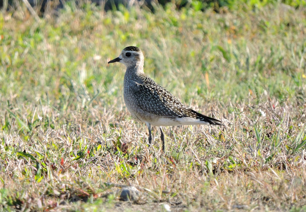 American Golden Plover (juvenile) | Project Noah