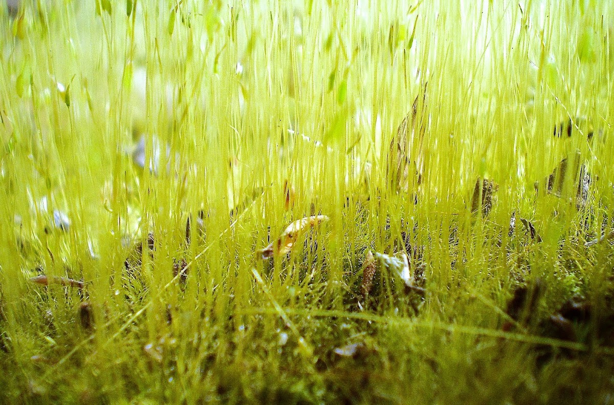 Golden Thread Moss | Project Noah