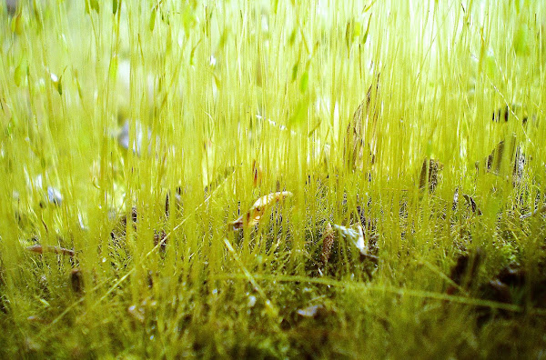 Golden Thread Moss | Project Noah
