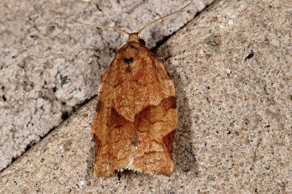 Oblique-Banded Leafroller | Project Noah