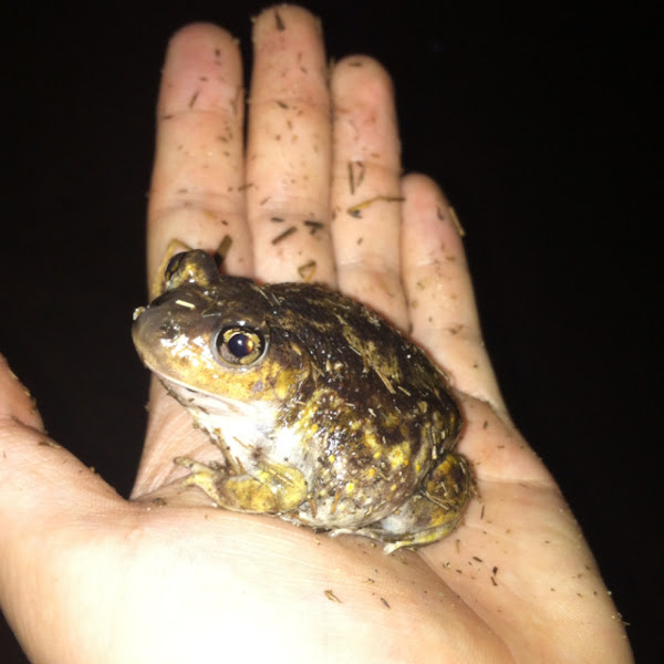 Eastern Spadefoot Toad | Project Noah
