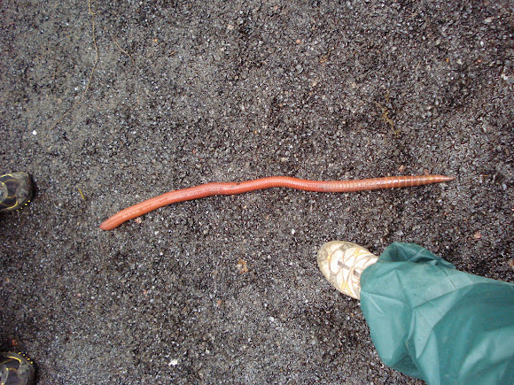 giant earthworm | Project Noah