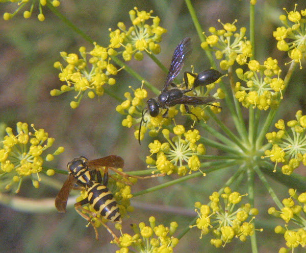Grass-carrying Wasp | Project Noah