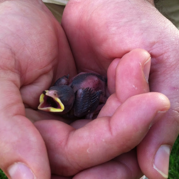 Sparrow | Project Noah