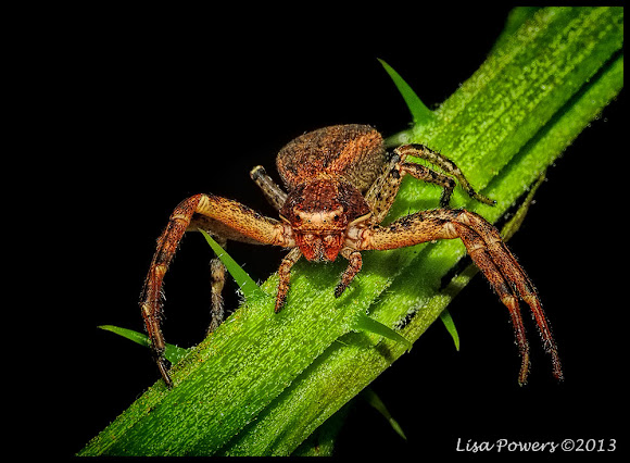 Crab Spider | Project Noah