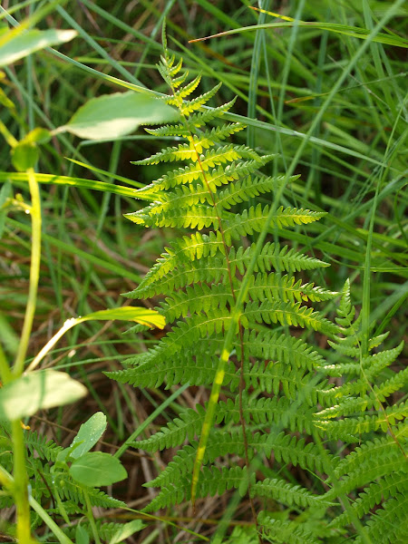 Marsh fern | Project Noah