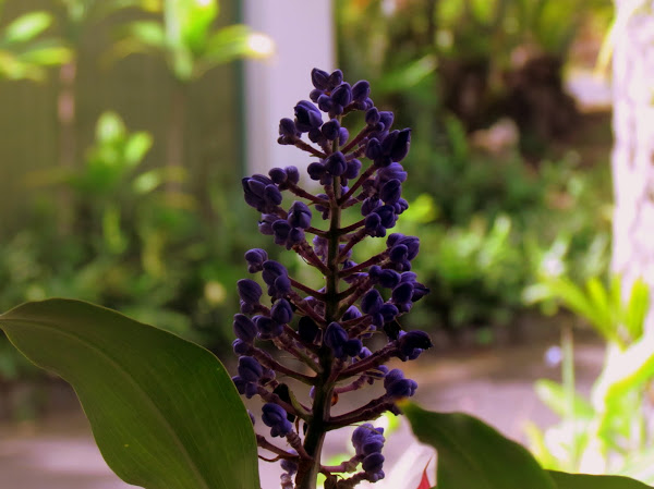 Blue Ginger Plant | Project Noah