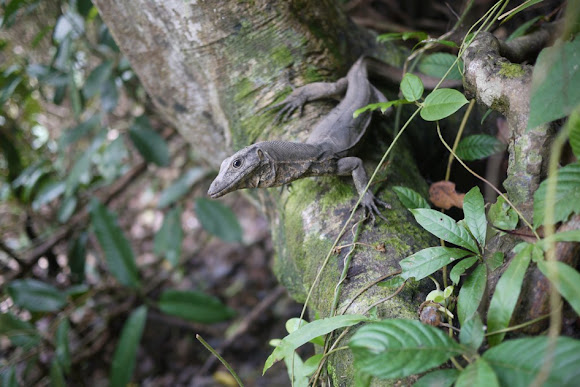 Rough Neck Monitor | Project Noah