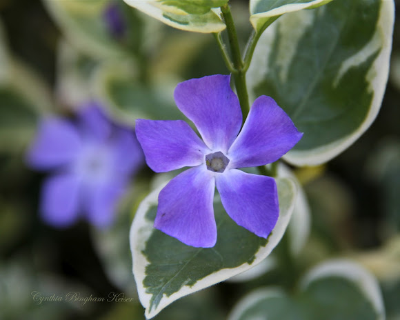 Variegated Greater Periwinkle | Project Noah