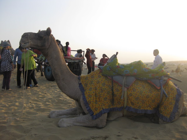 camel | Project Noah