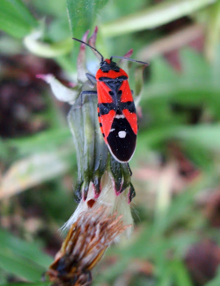 European False Milkweed Bug | Project Noah