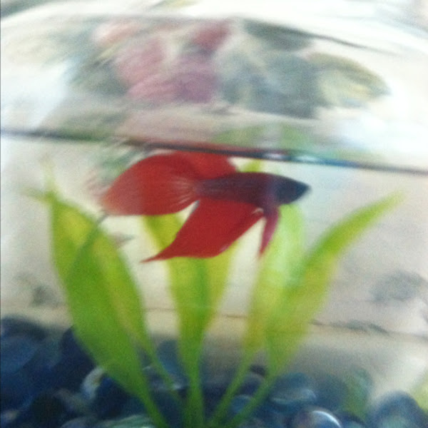 Veiltail Betta | Project Noah